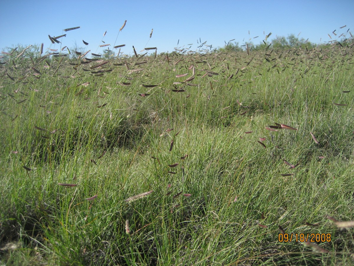 Grasses of New Mexico | Flora Neomexicana